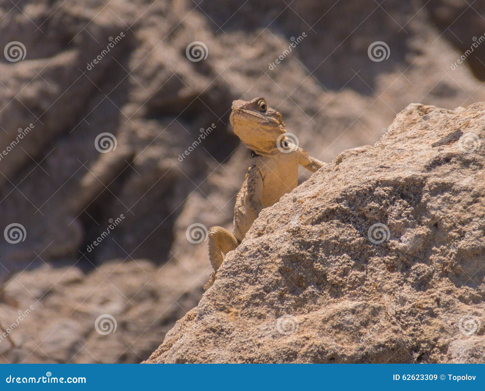 Lizard on rocks stock image. Image of salamander, reptile - 62623309