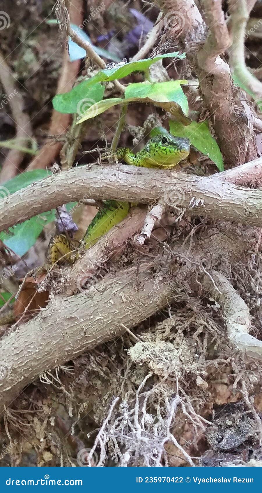 Lizard in the Roots of Trees Stock Photo - Image of animal, wood: 235970422