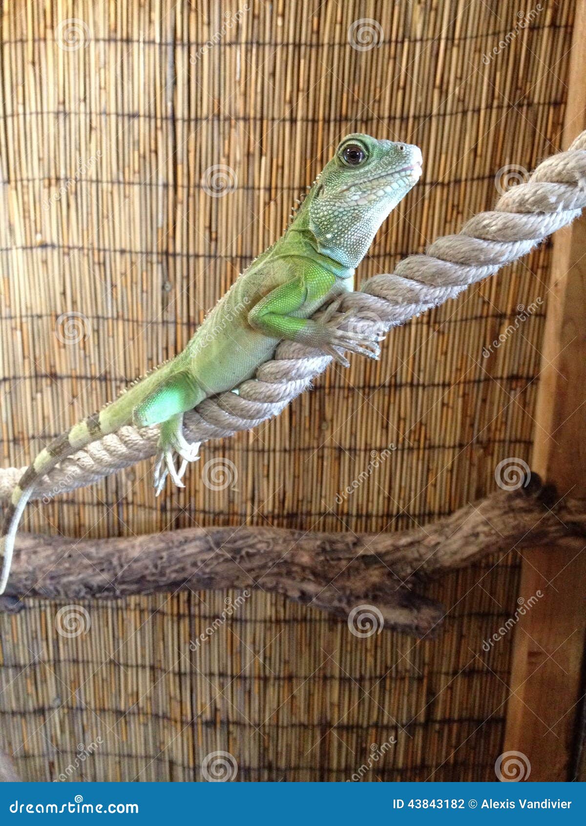 Lizard stock photo. Image of green, posing, rope, aquarium - 43843182