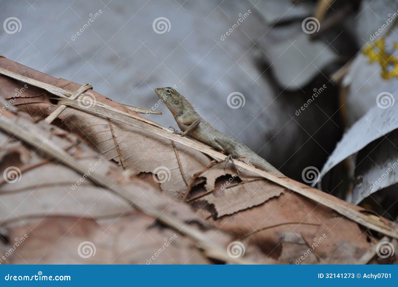 Lizard stock image. Image of lizard, lacertilian, lacertid - 32141273
