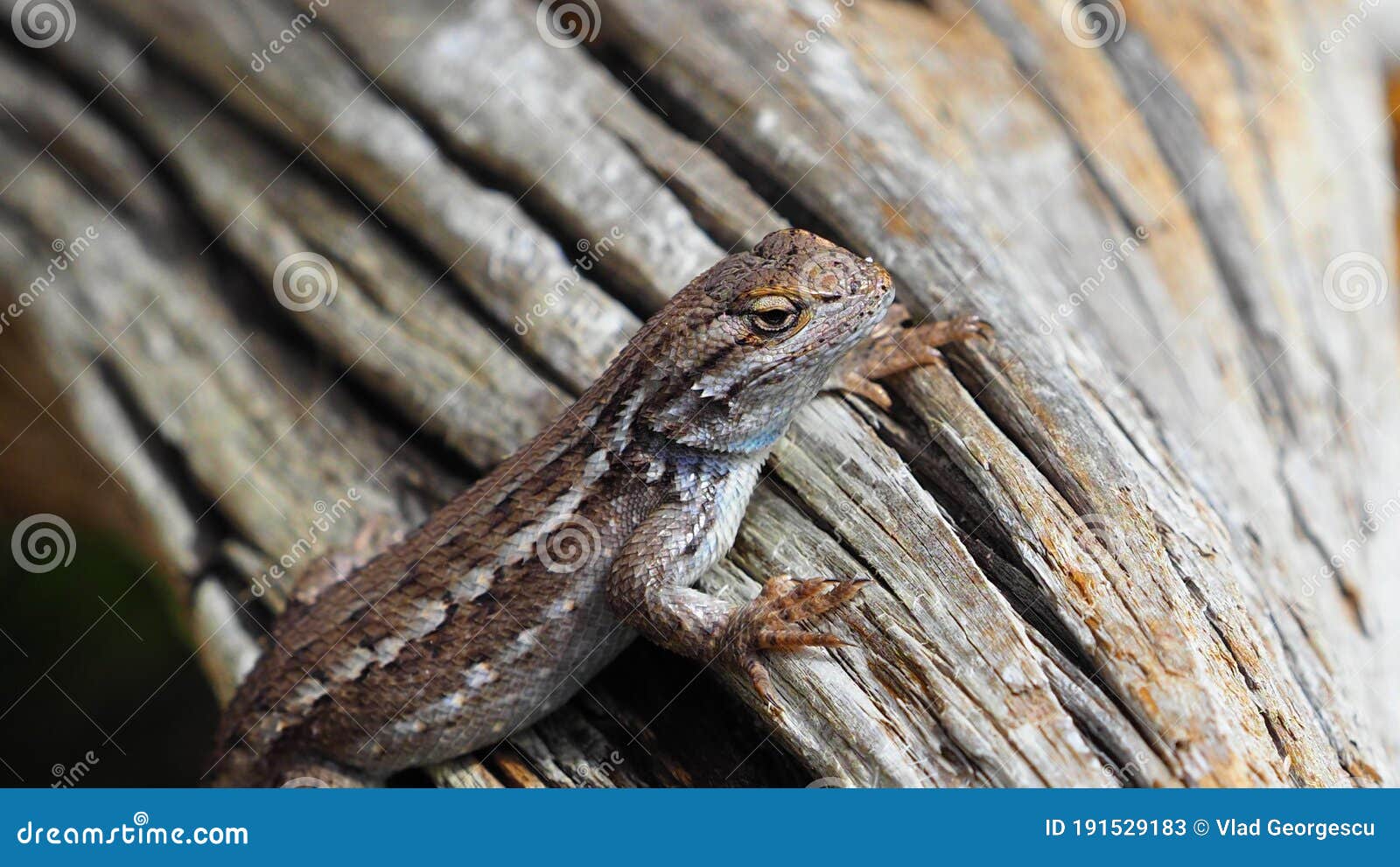 A Lizard s Portrait stock image. Image of happy, head - 191529183