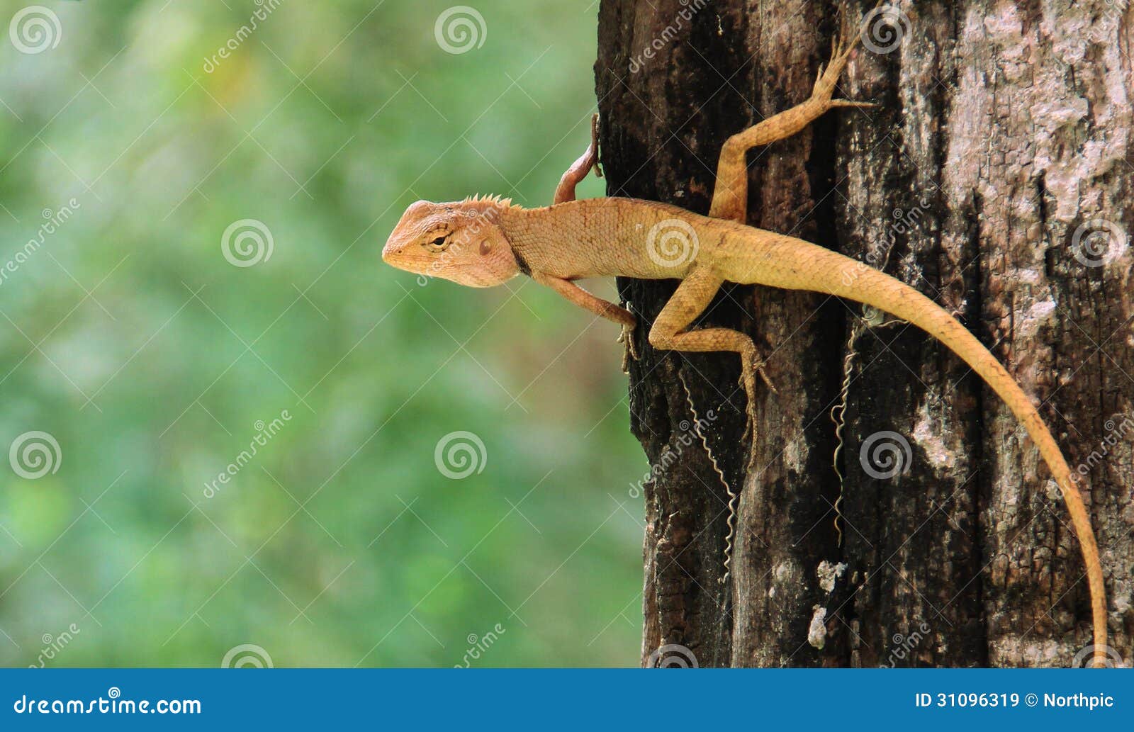 Lizard s stare stock image. Image of looking, yellow - 31096319