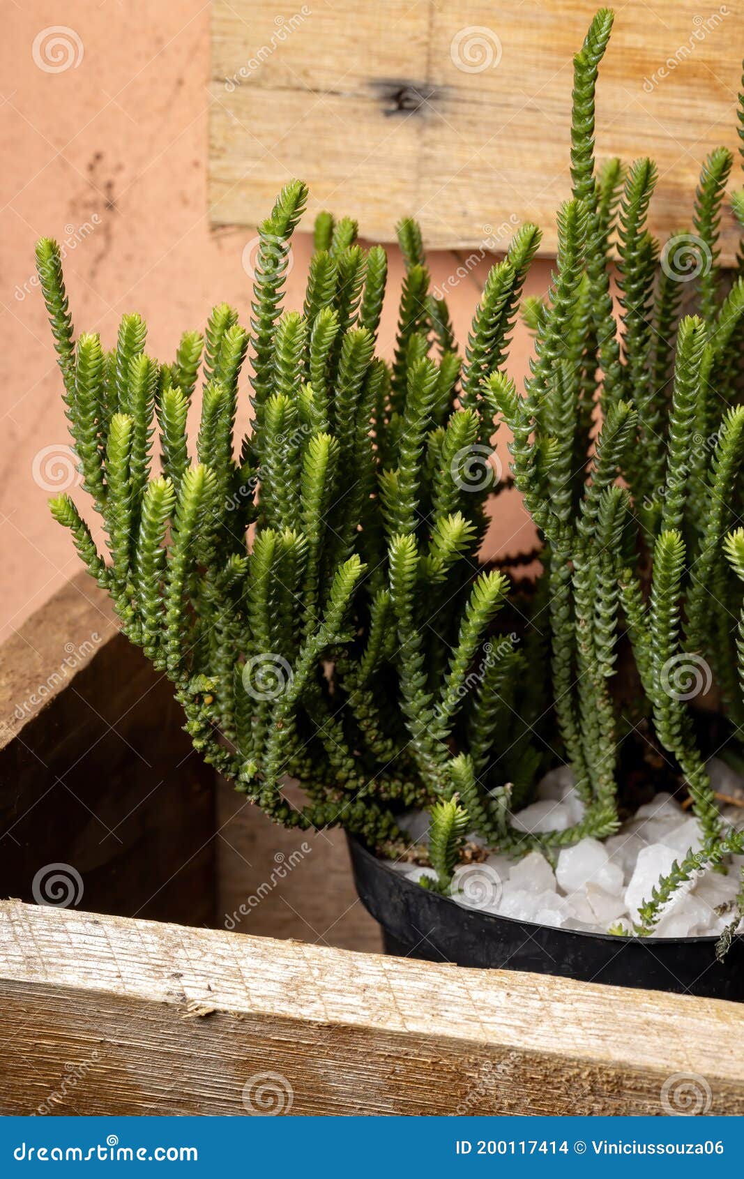 Lizard`s Tail plant stock photo. Image of lycopodioides - 200117414