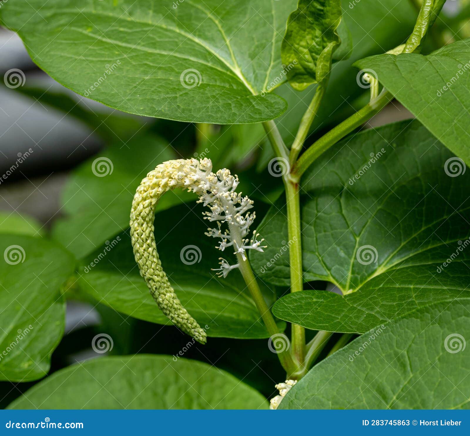 Lizard S-tail Saururus Cernuus a Common Emersed Plant. Stock Image ...