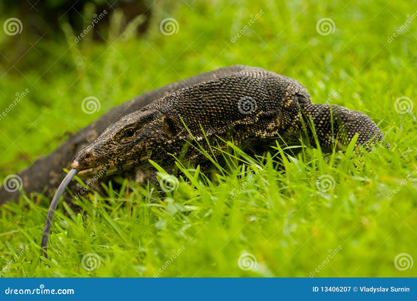Lizard s tonque stock image. Image of wild, scary, wildlife - 13406207