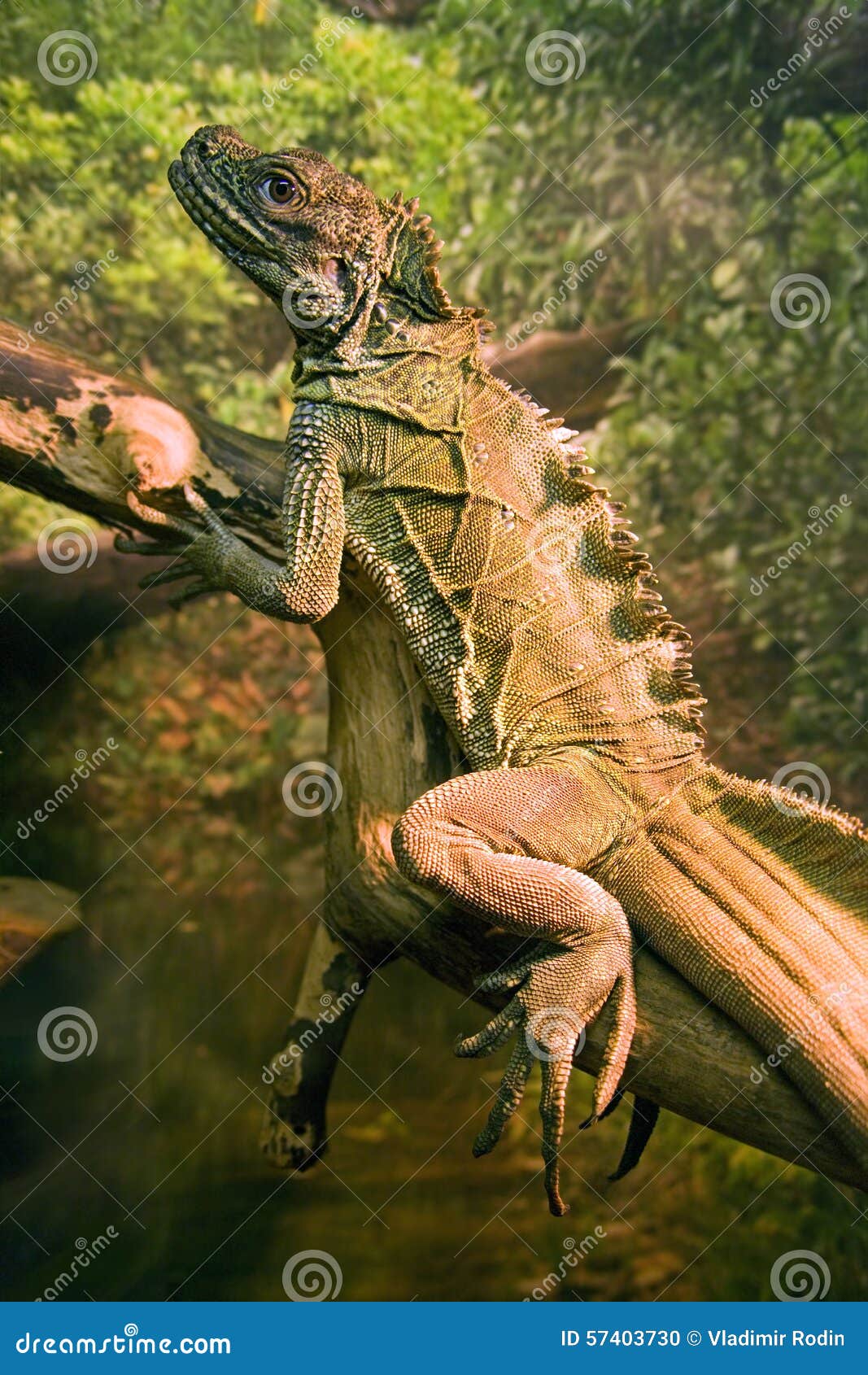 The Lizard Sailing Reptile Scaly Ridge Sail Stock Photo - Image of ...