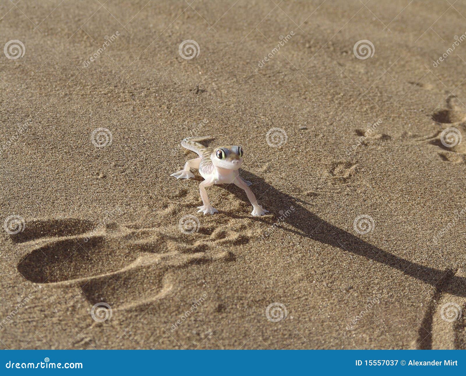 Lizard on a sand stock image. Image of dune, reptile - 15557037