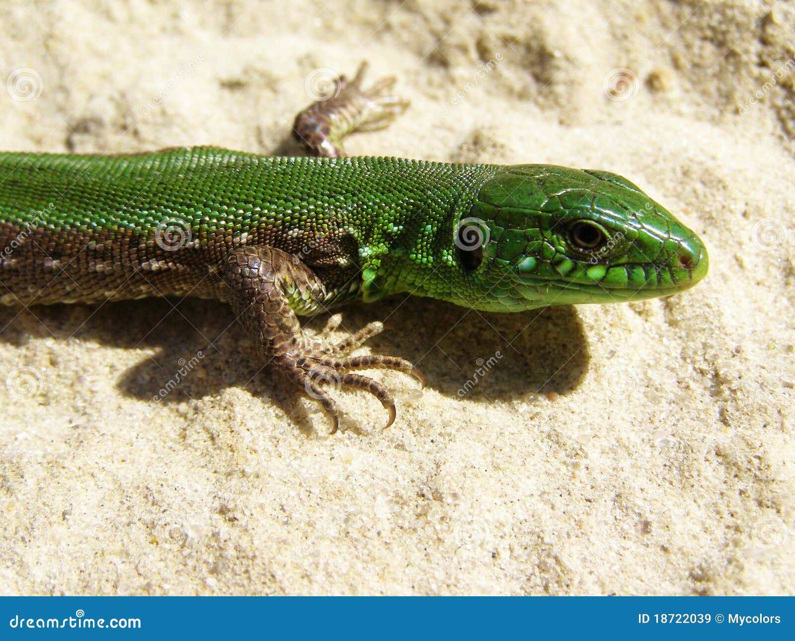 Lizard on the sand stock image. Image of green, nature - 18722039