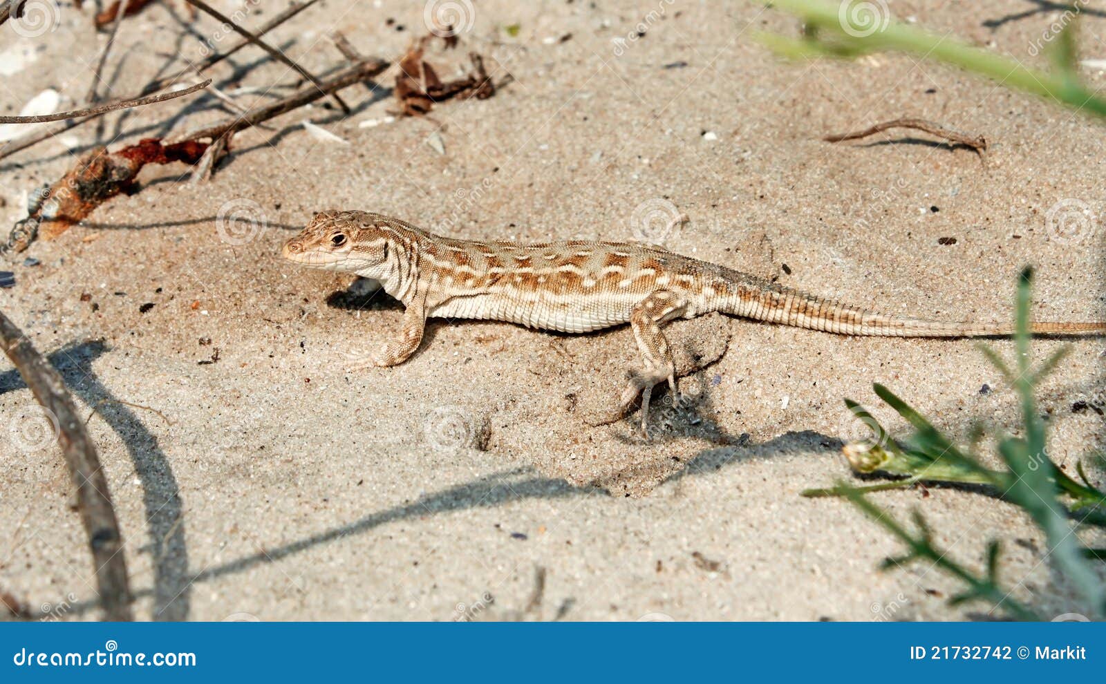Lizard on the sand stock photo. Image of dirt, lizard - 21732742