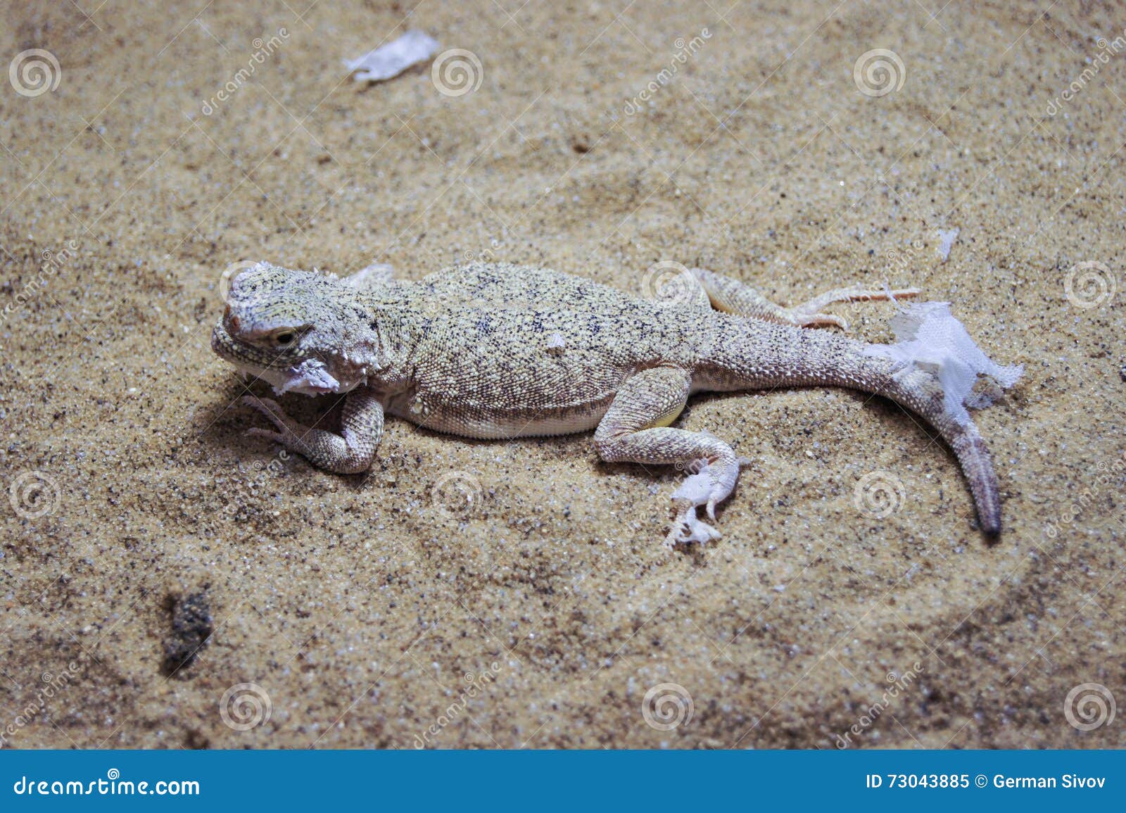 Lizard on the sand. stock image. Image of view, lizard - 73043885