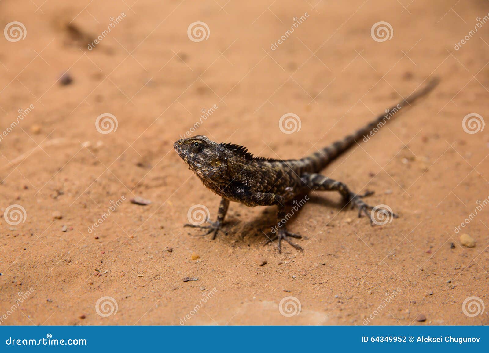 Lizard stock photo. Image of domestic, wildlife, india - 64349952