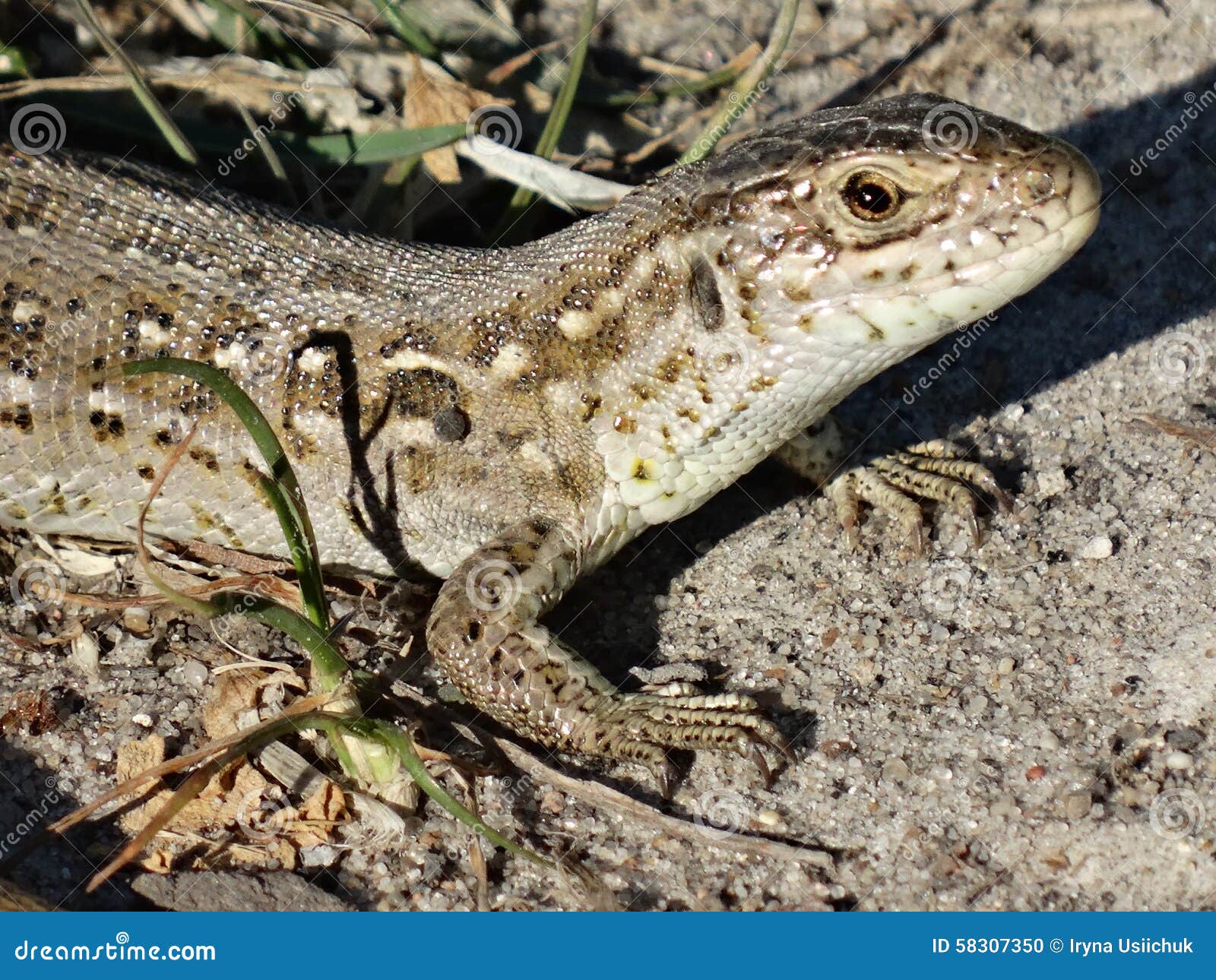 Lizard on the sand stock photo. Image of skin, tiny, common - 58307350