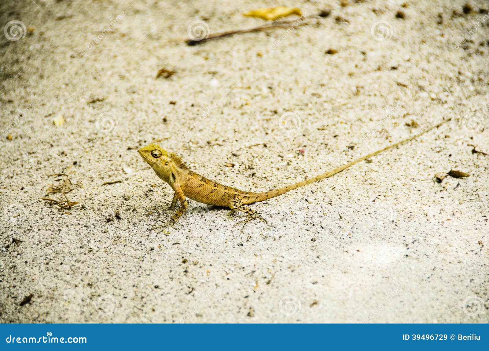 Lizard on sand stock image. Image of beach, tree, wild - 39496729