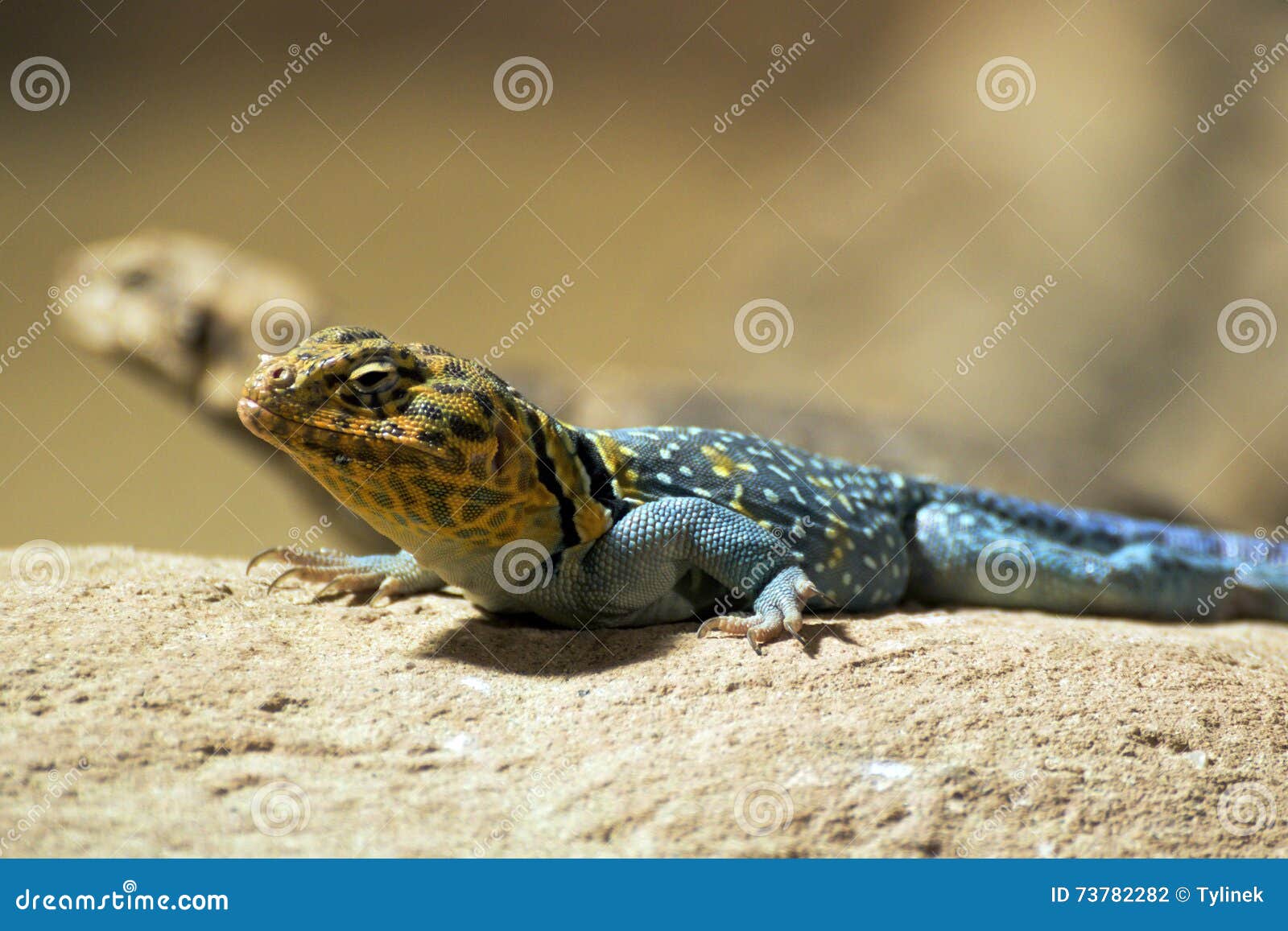 Lizard on sand stock photo. Image of wildlife, outdoors - 73782282
