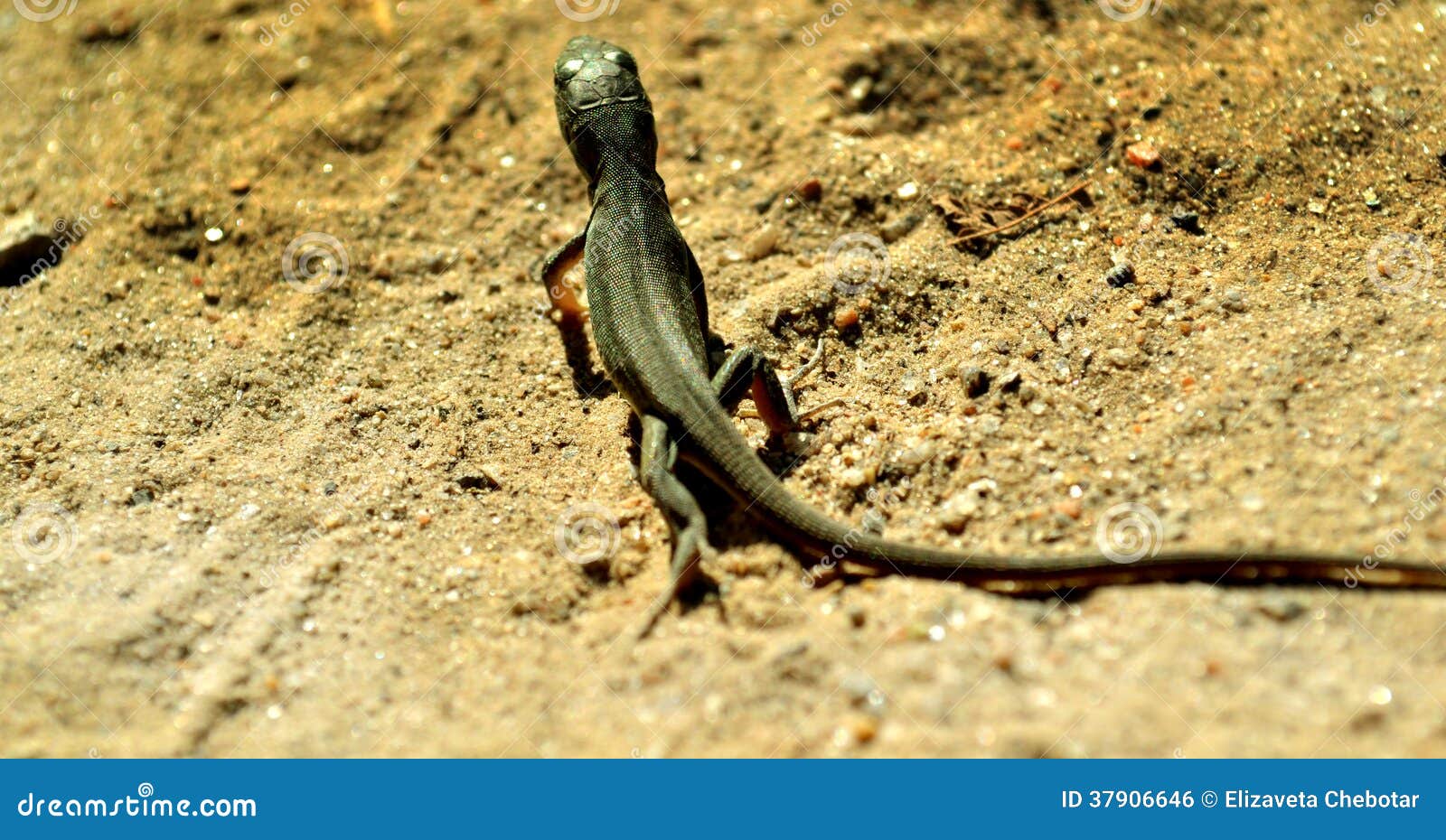Lizard on the sand stock photo. Image of close, body - 37906646