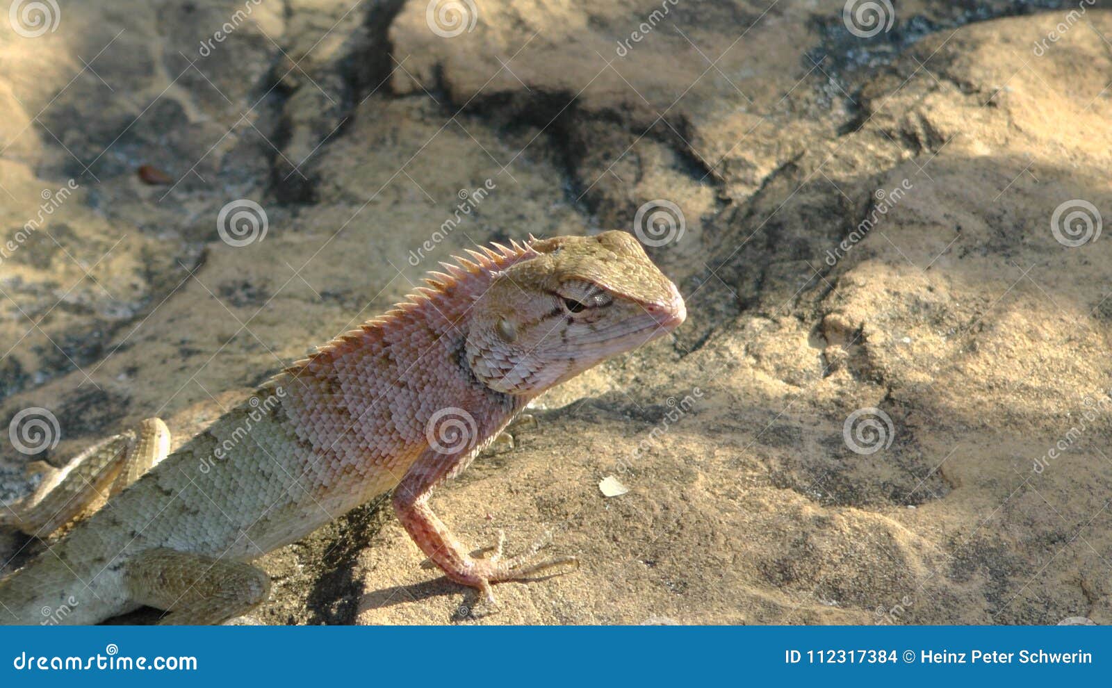 Lizard in the sand stock photo. Image of green, lizard - 112317384