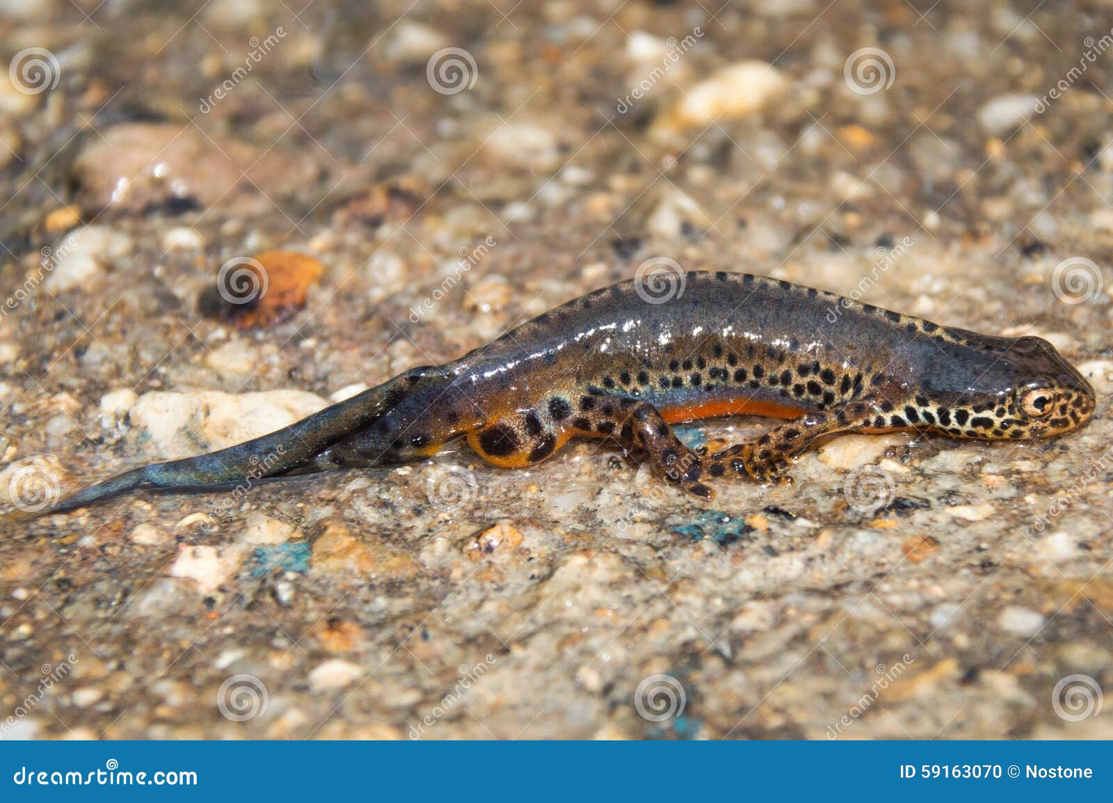 Lizard stock photo. Image of fragment, poisonous, reptiles - 59163070