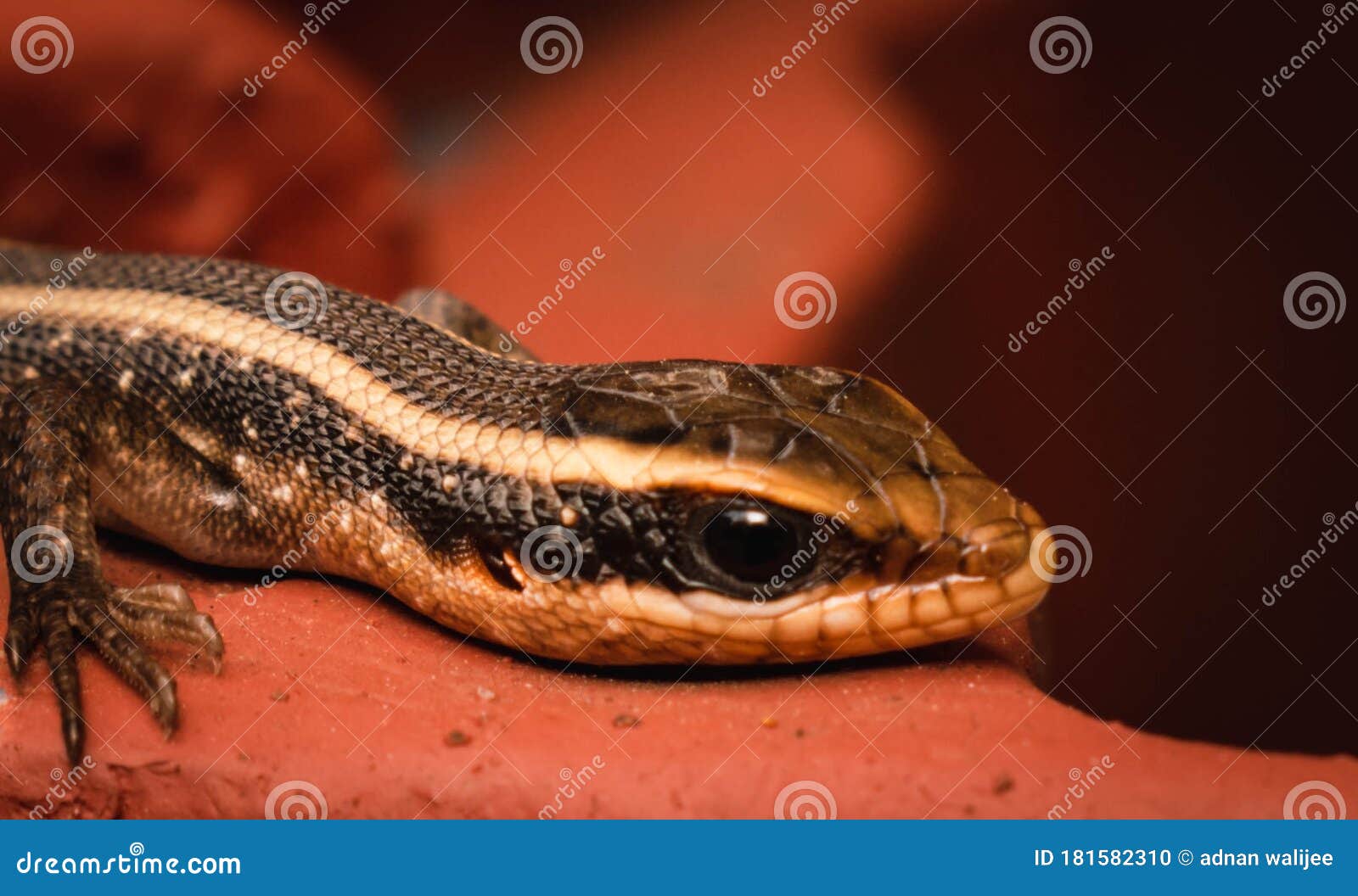 Lizard Scary Scales Closeup Macro Stock Photo - Image of crocodile ...