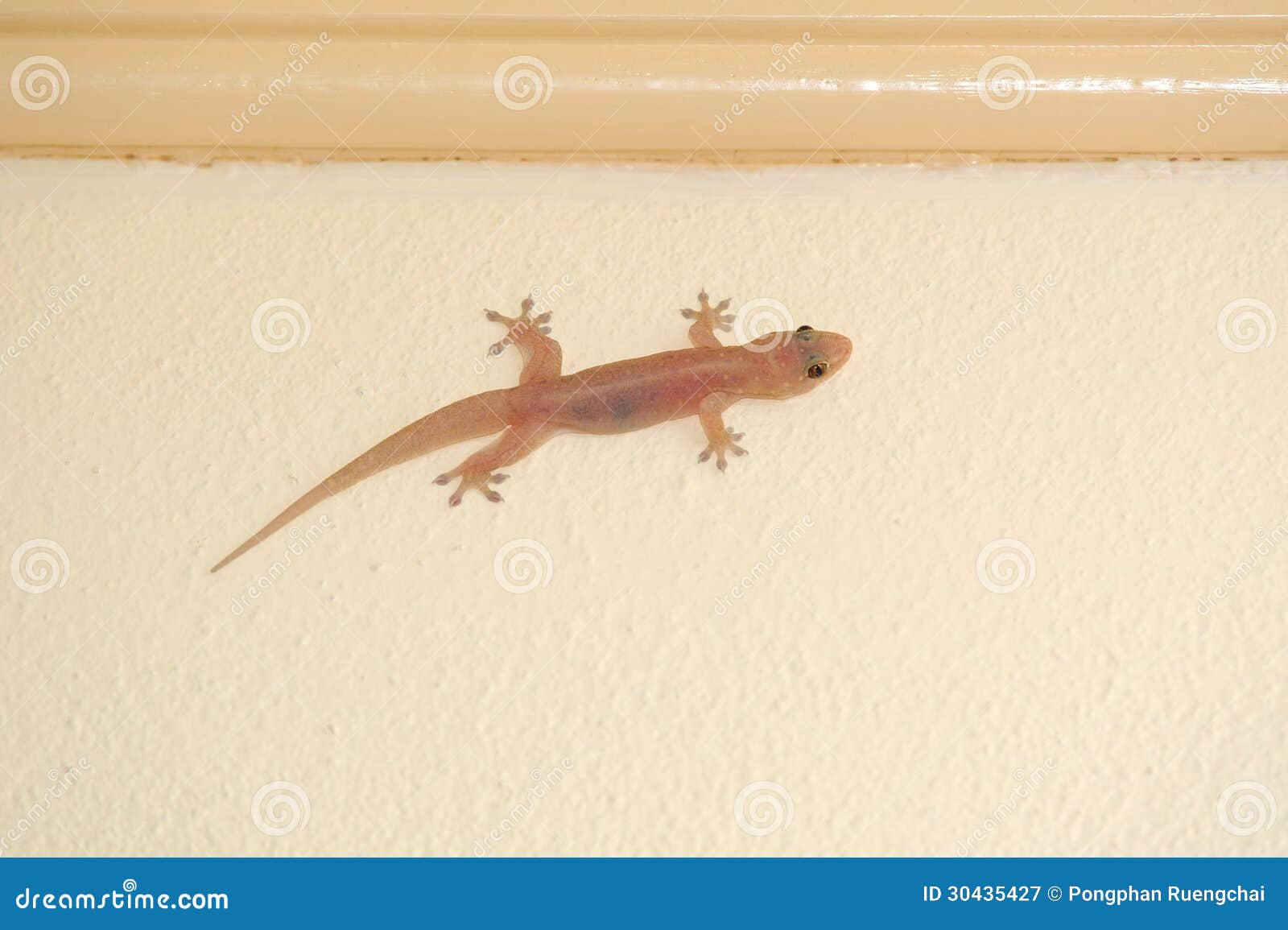 Lizard stock image. Image of lizard, animals, reptiles - 30435427