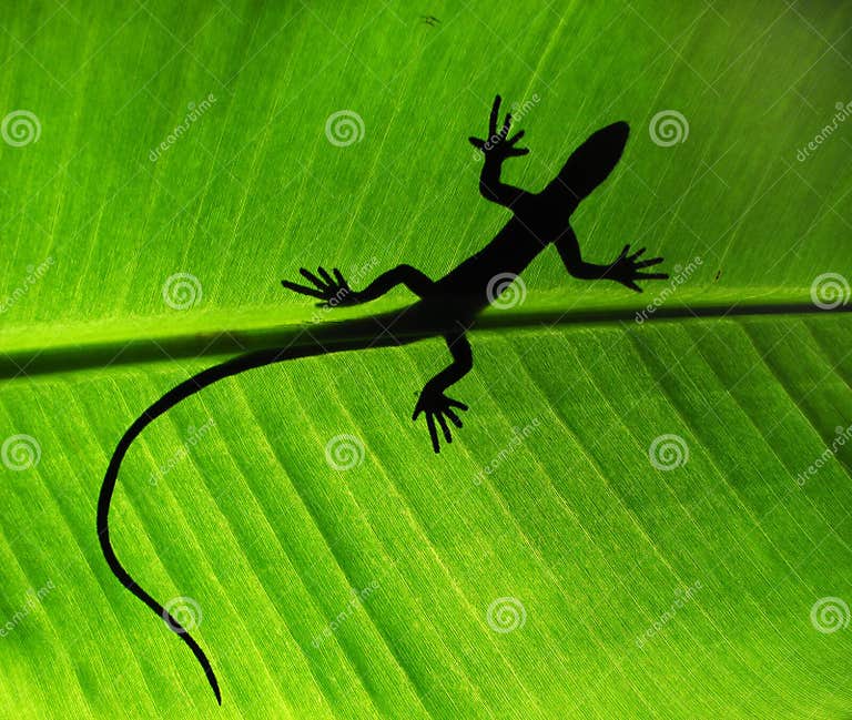 Lizard shadow stock photo. Image of rain, shadow, forest - 1884272
