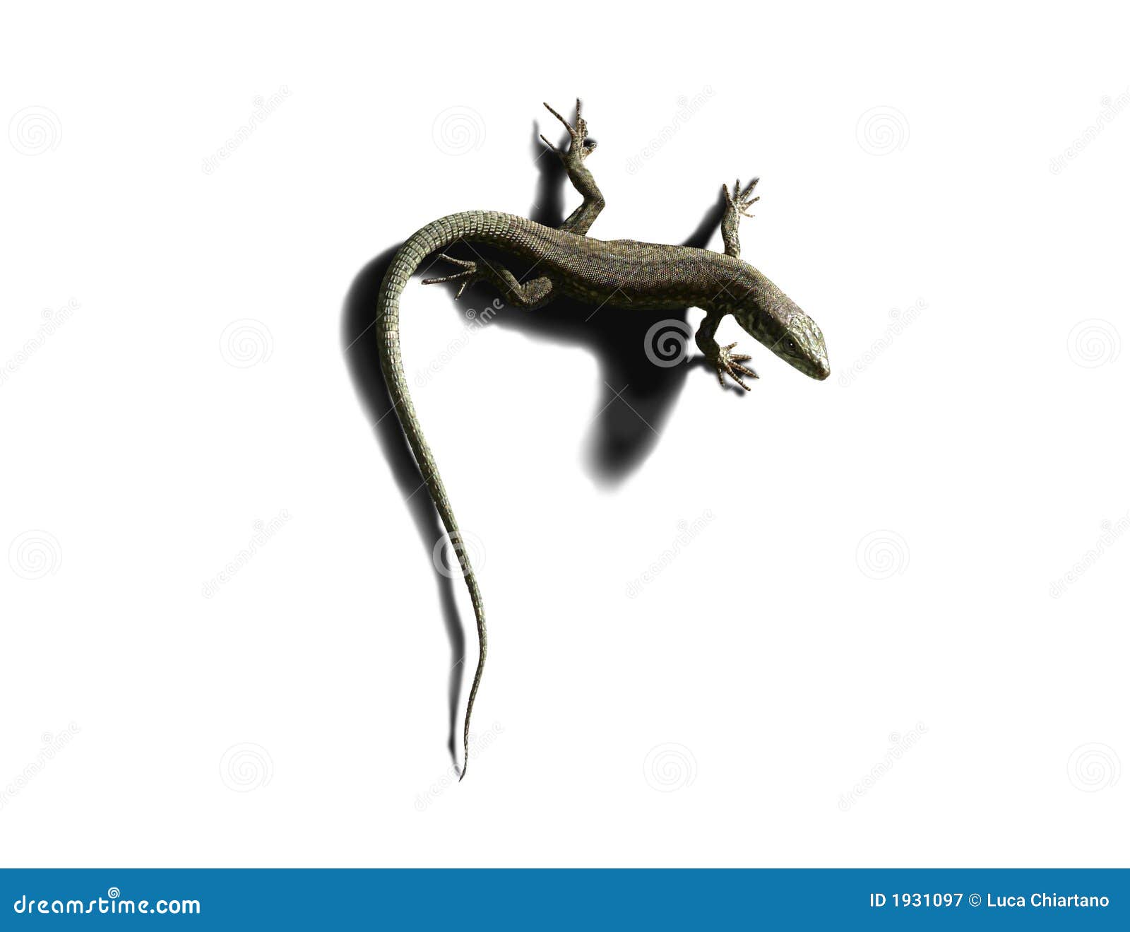 Lizard and shadow stock image. Image of head, shadow, legs - 1931097