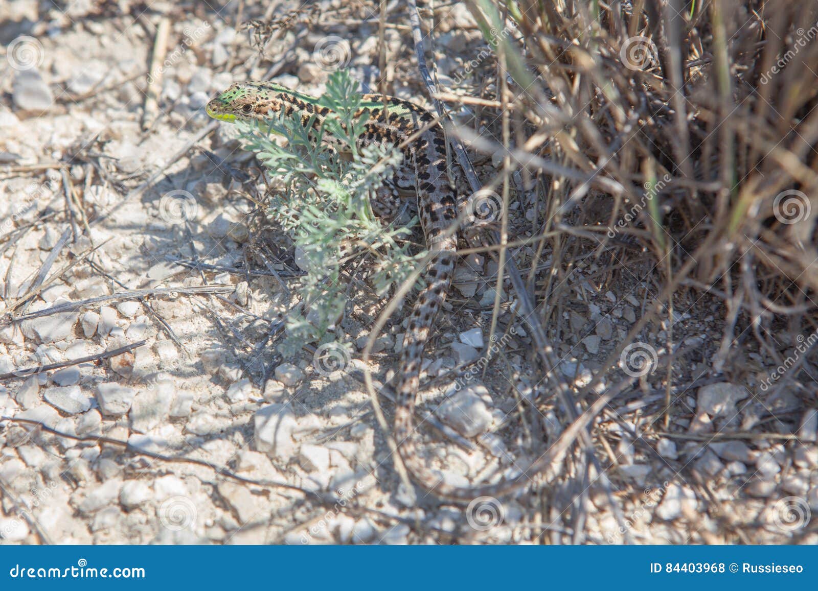 Lizard in the shadow stock photo. Image of climate, desert - 84403968