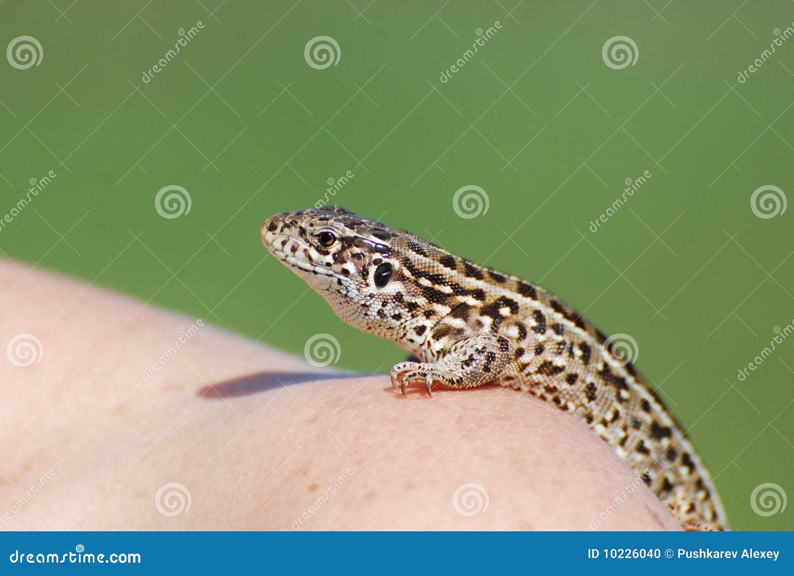 Lizard In The Shoulder(green) Stock Photo - Image of plain, reptile ...