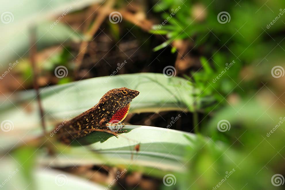 Lizard showing red throat stock image. Image of nature - 25520113