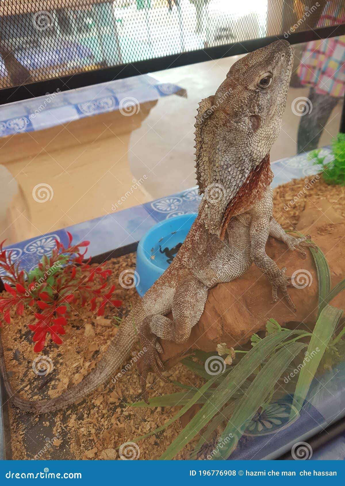 A Lizard at the Showroom Cage Stock Photo - Image of close, reptile ...