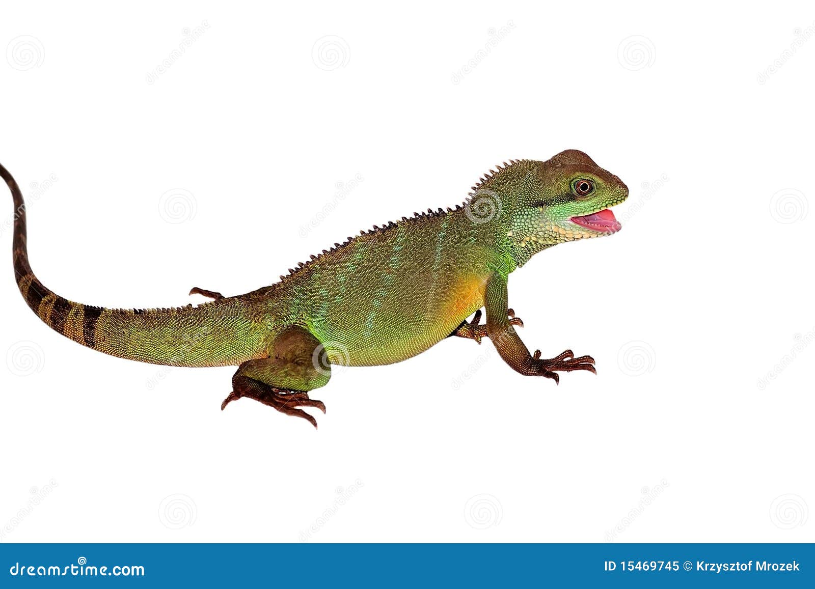 Lizard shows teeth stock image. Image of agama, species - 15469745