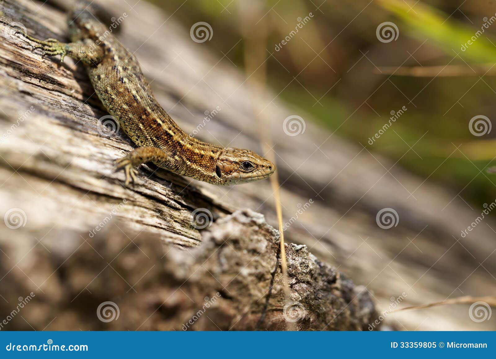 Lizard - side view stock image. Image of shot, organic - 33359805