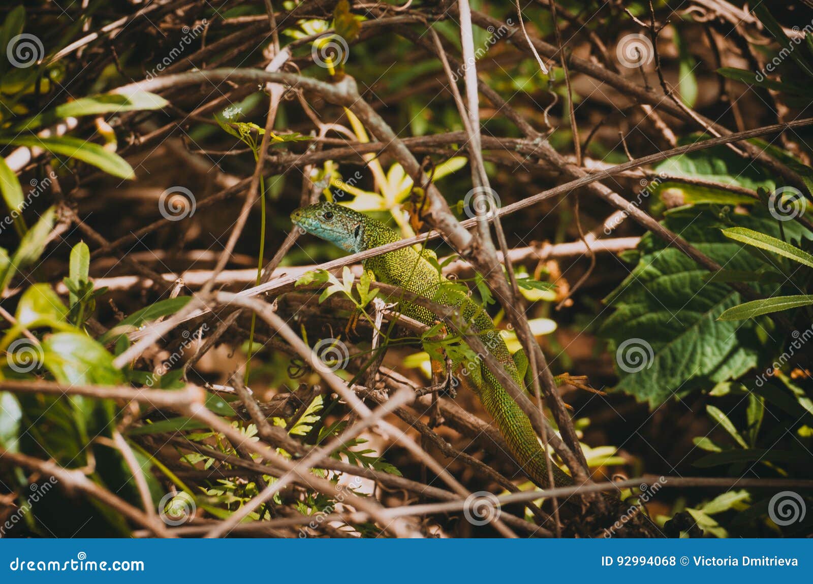 Lizard stock photo. Image of animalworld, green, animal - 92994068