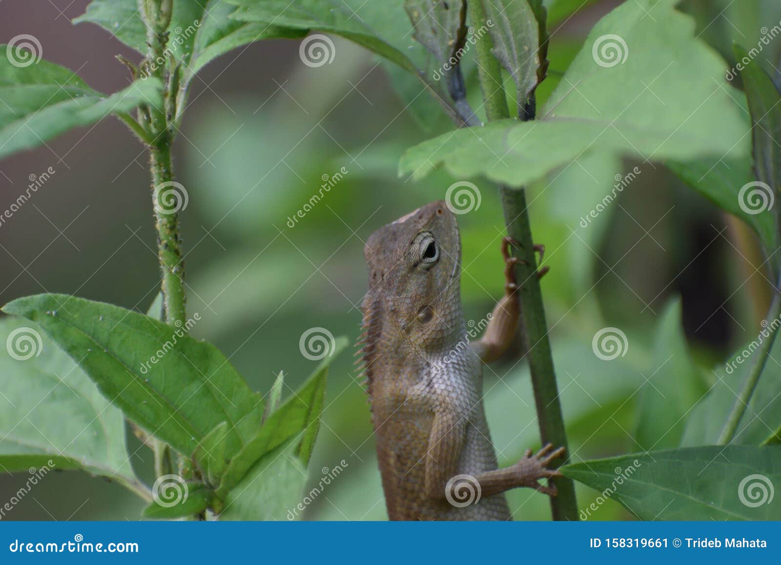 Lizard Siting on Tree Branch. Stock Image - Image of nature, predator ...