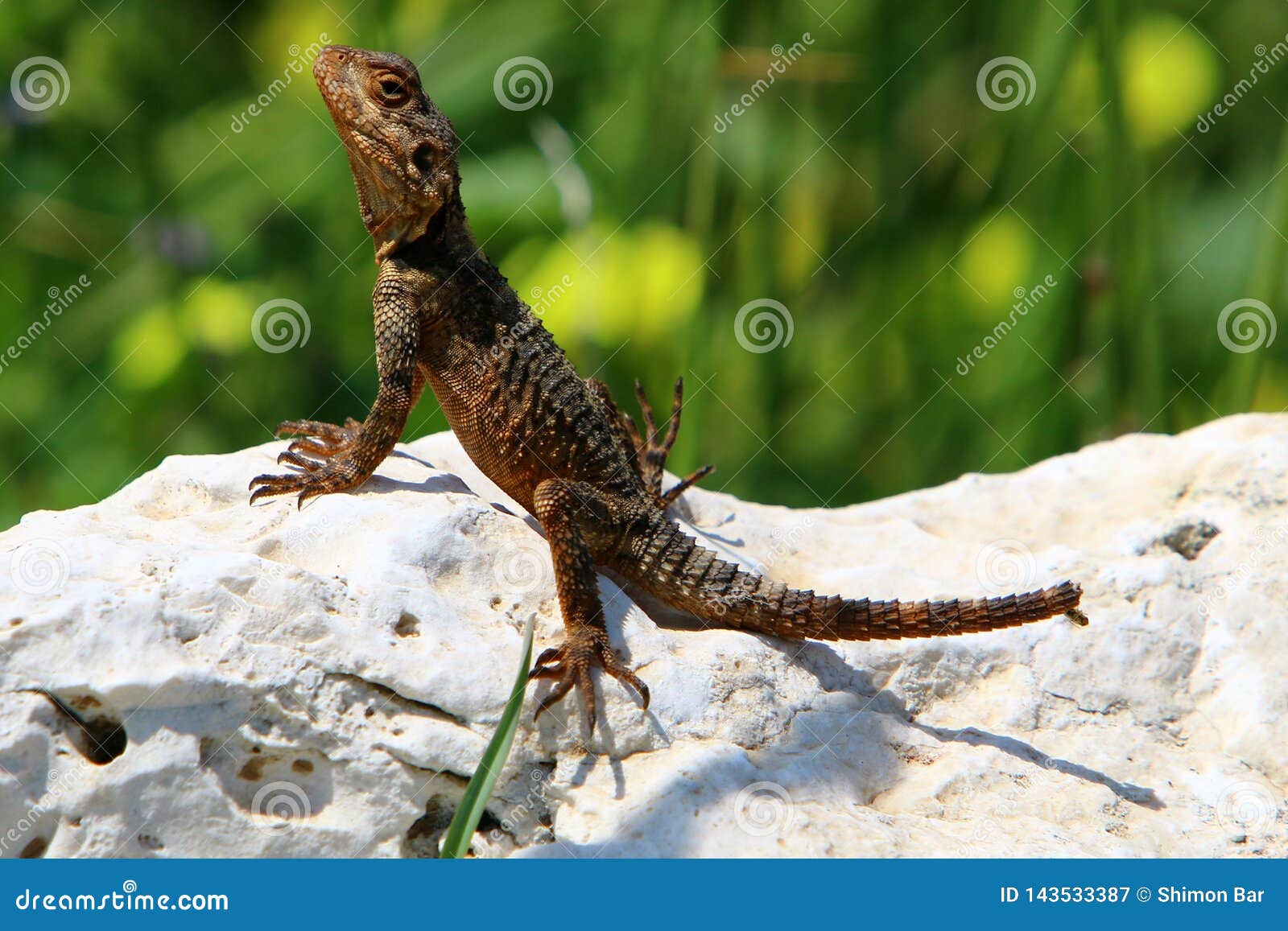 The Lizard Sits on a Big Rock Stock Image - Image of summer, stone ...