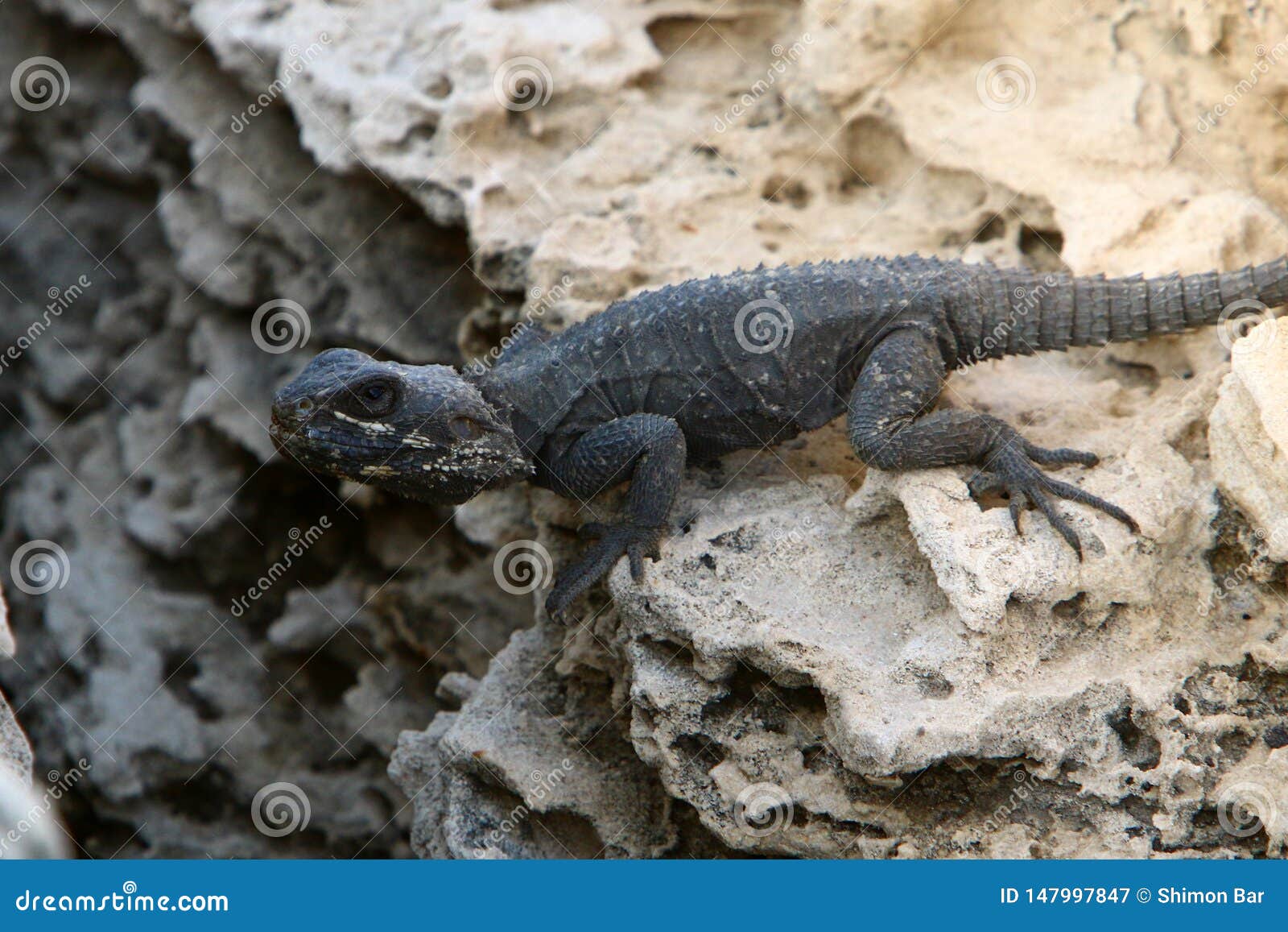 The Lizard Sits on a Big Rock Stock Image - Image of tourism, funny ...