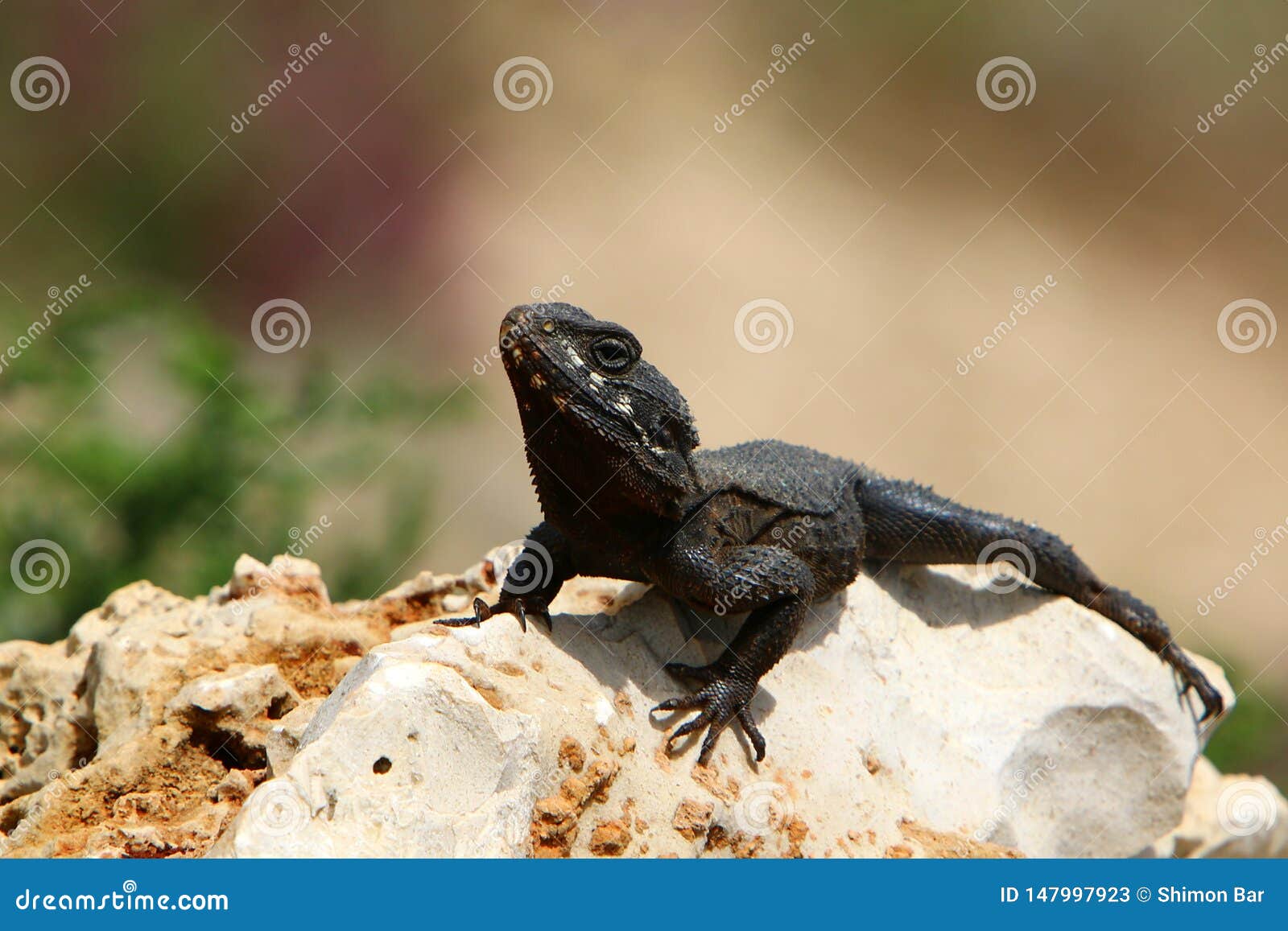 The Lizard Sits on a Big Rock Stock Image - Image of sits, animal ...