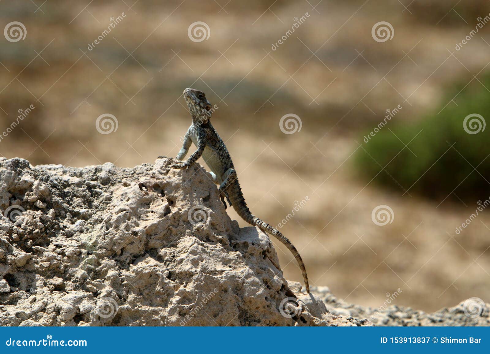 The Lizard Sits on a Big Rock and Basks in the Sun Stock Image - Image ...