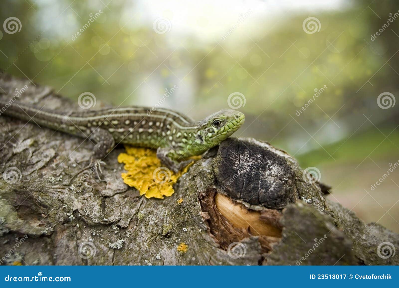 A lizard sits on a log stock image. Image of agilis, green - 23518017