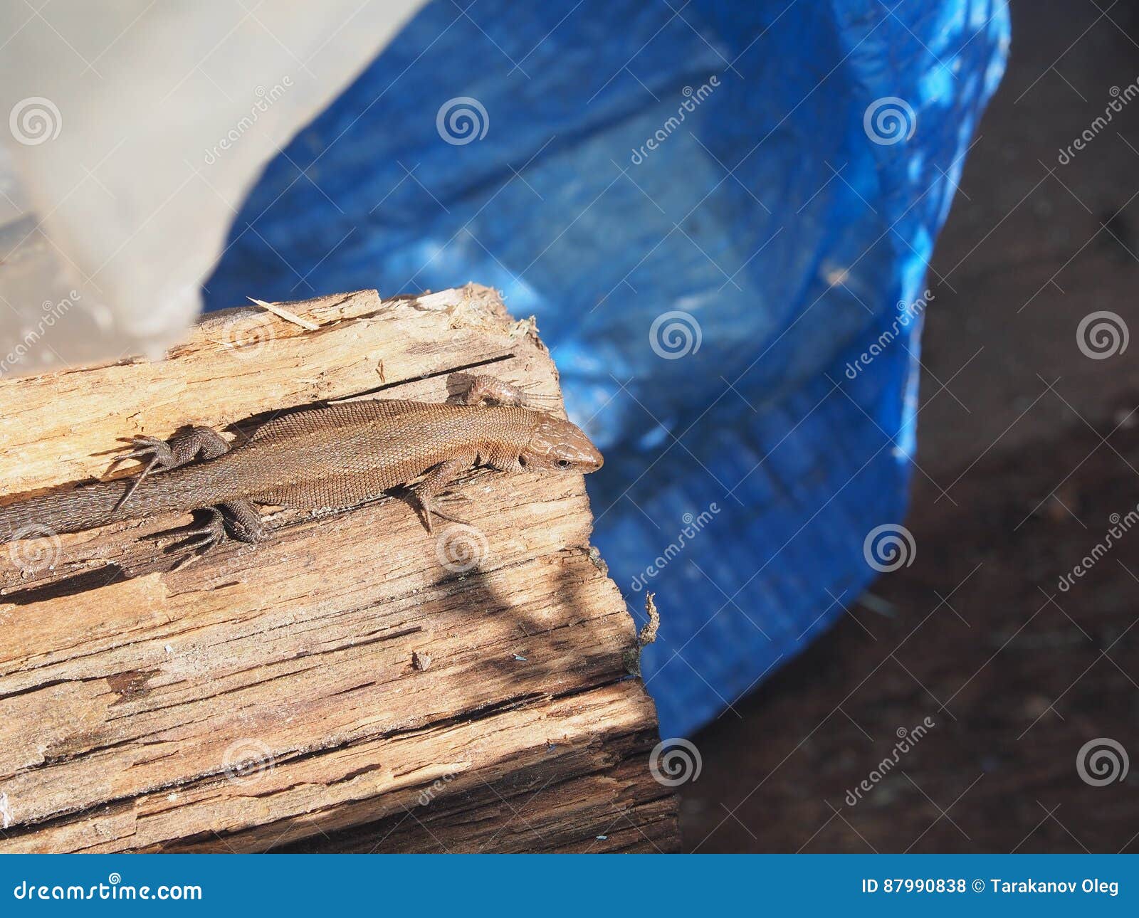 The lizard sits on a log. stock photo. Image of isolated - 87990838