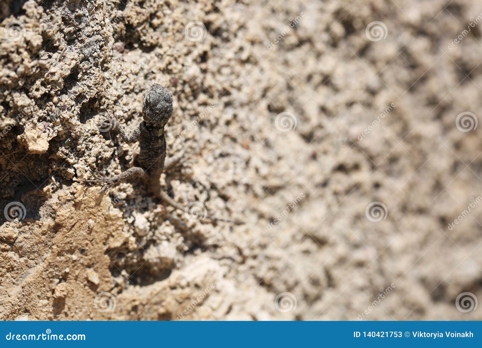 The lizard sits on a stone stock image. Image of color - 140421753