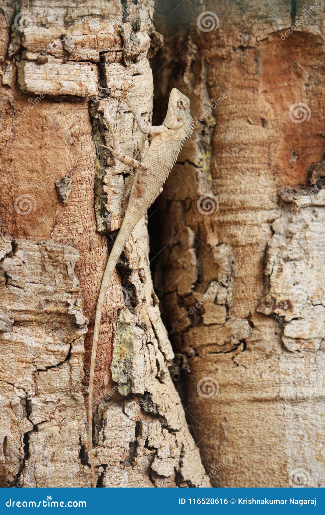 Lizard Sitting on a Big Tree Stock Photo - Image of outdoor, iguana ...