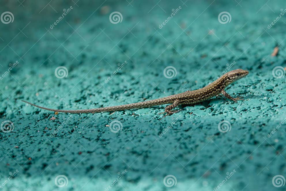 A lizard sitting on a bike stock image. Image of organism - 332106103