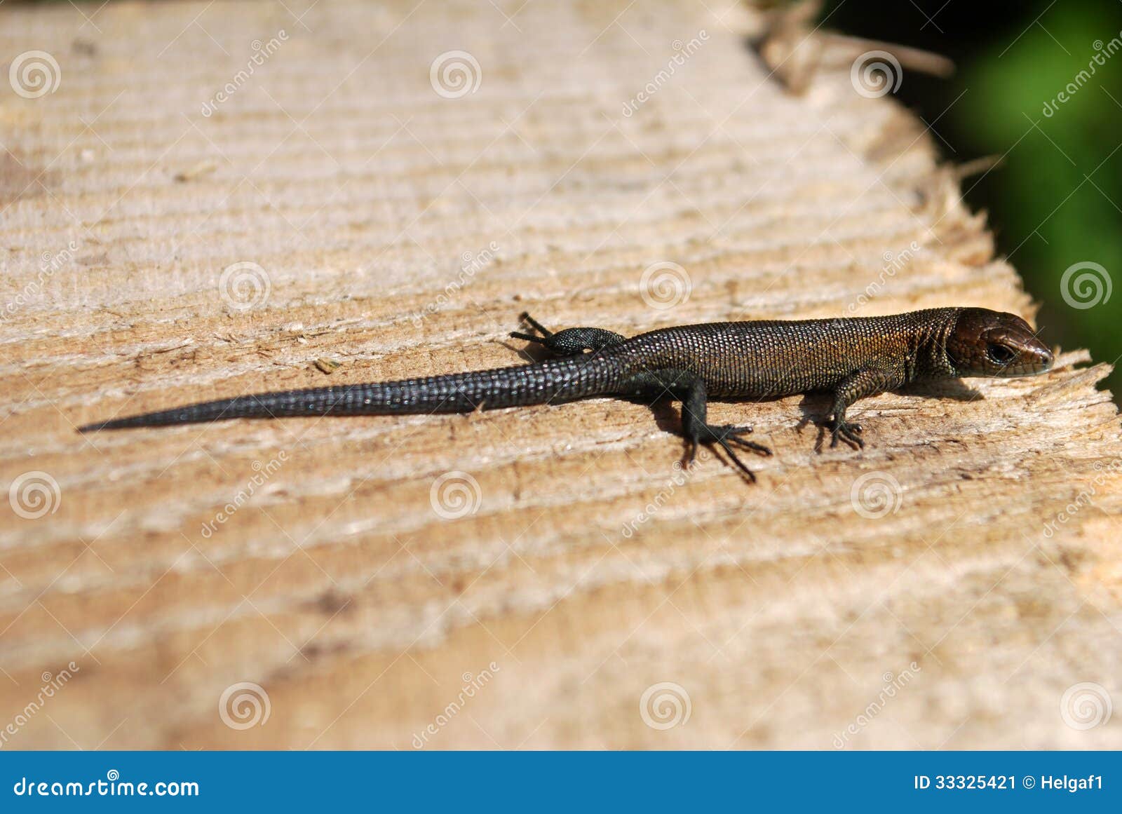 Lizard Sitting on the Board Stock Image - Image of boards, gecko: 33325421