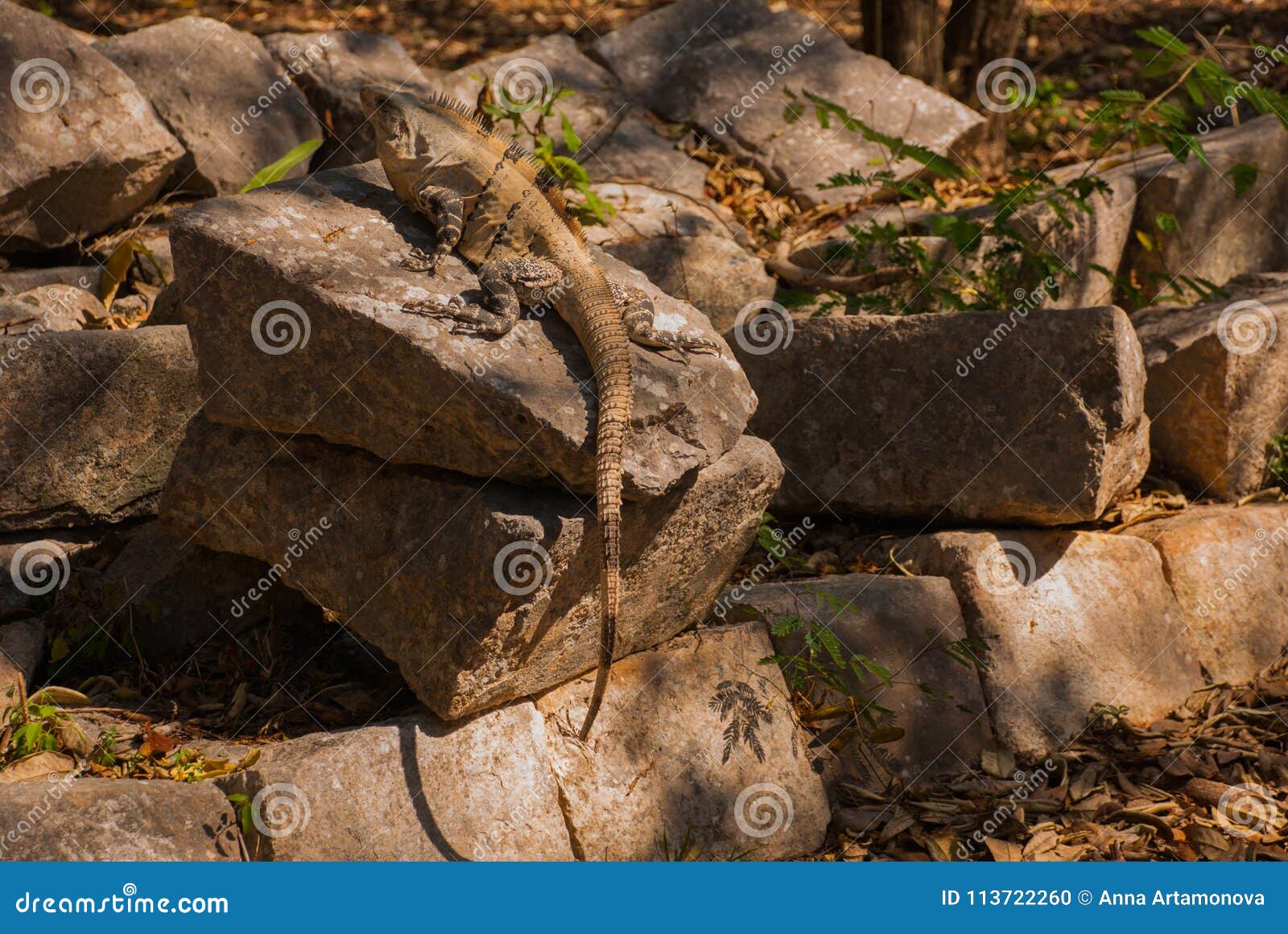 Lizard Sitting on Brown Stone Enjoying Sun. Mexico. Yucatan. Stock ...