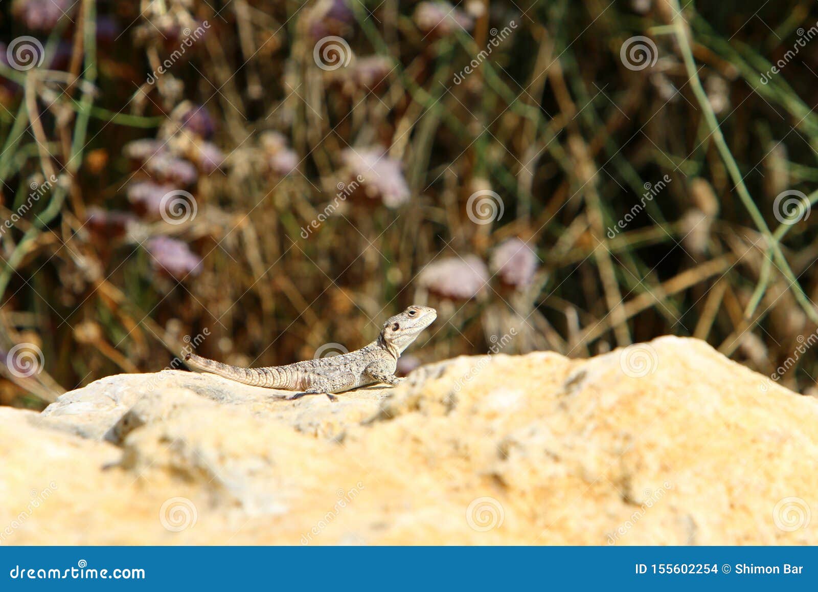 Lizard Sitting on a Large Stone and Basking in the Sun Stock Photo ...