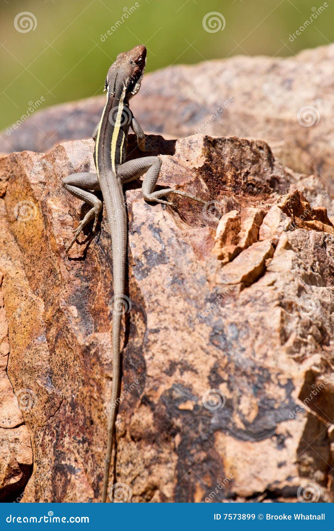 Lizard sitting on Rock stock image. Image of baby, dinosaur - 7573899