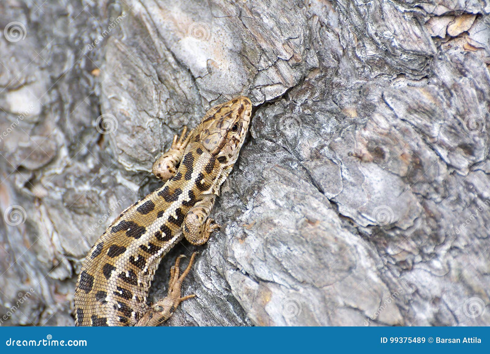 The Lizard Sitting on a Rock Warming Up for the Activities of the Day ...