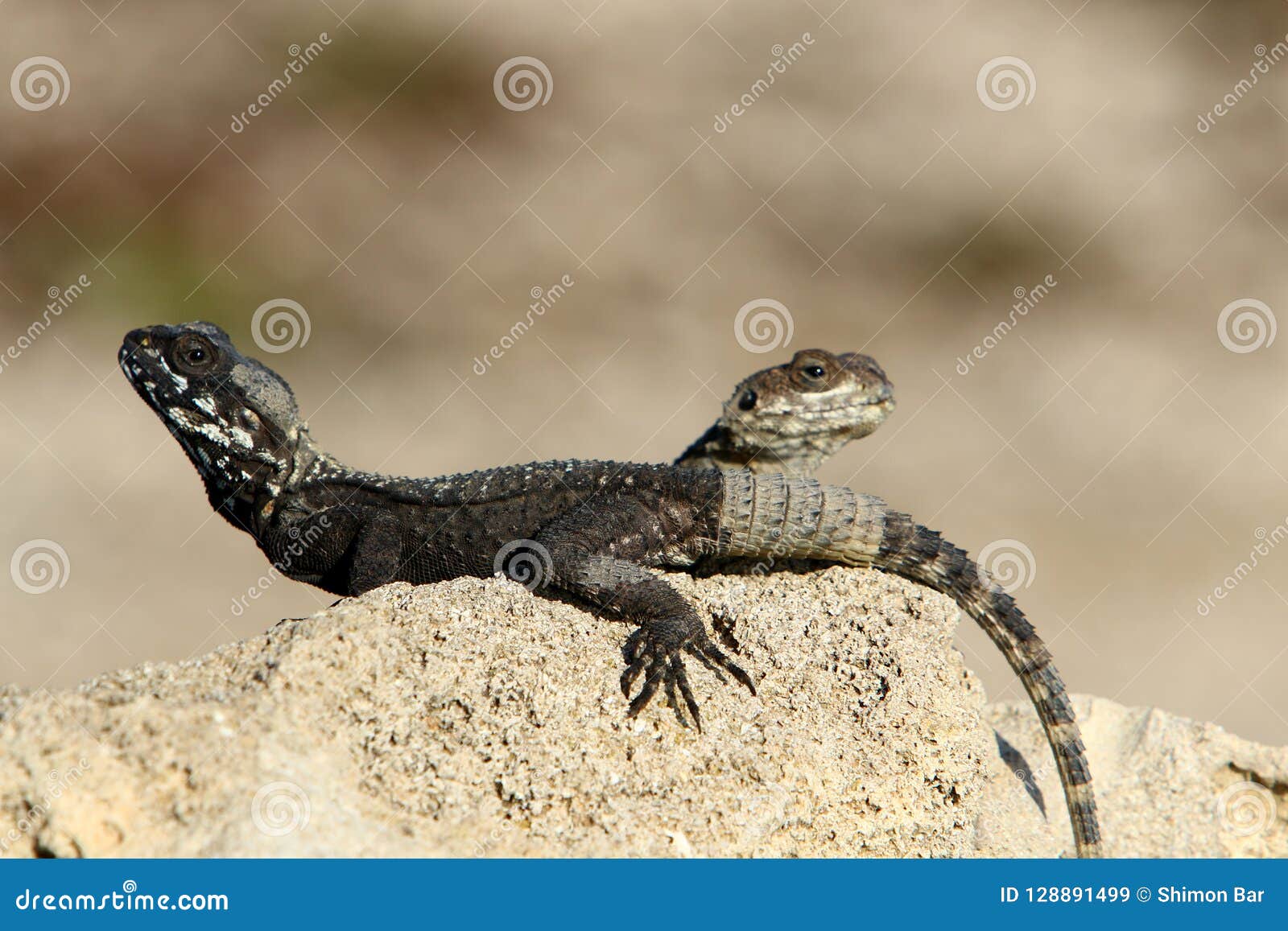 Lizard sitting on a stone stock image. Image of tourism - 128891499