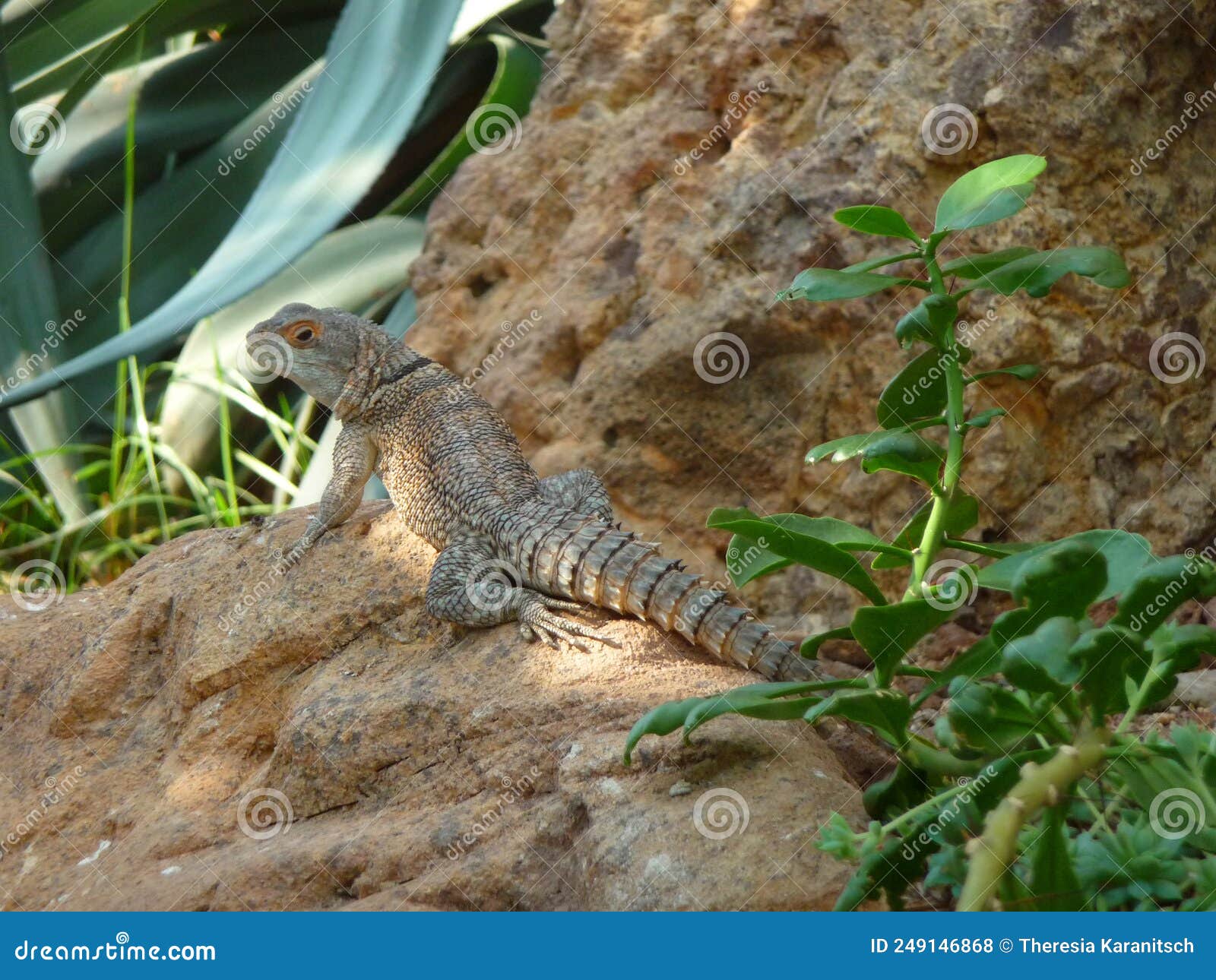 Lizard on the stone stock photo. Image of stone, reptile - 249146868