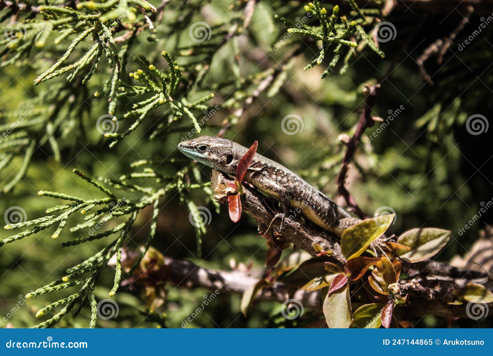 Lizard Sitting on a Thorn Twig Amidst Cedar Leaves. Stock Image - Image ...